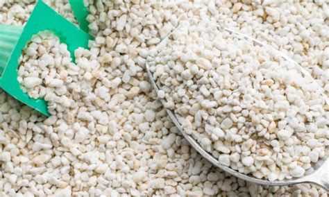 Organic Perlite Vs Soil Best For Germinating Seedlings Supreme
