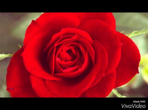 Kumo Sretan Ti Rodjendan Youtube