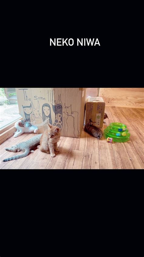 こねこroom 【公式】猫庭ホームページ｜nekoniwa