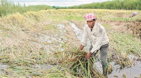Maharashtra Another Agri Crisis Looms Over 40 Of Kharif Crop Damaged