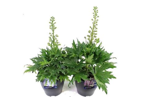Delphinium Mix — Plant Wholesale Floraccess