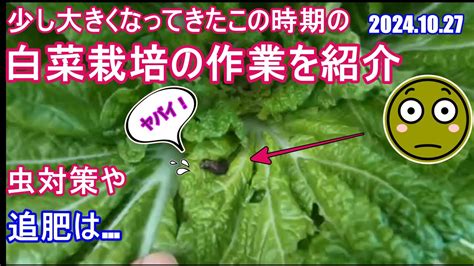 白菜 虫対策と追肥2024 10 25 Youtube