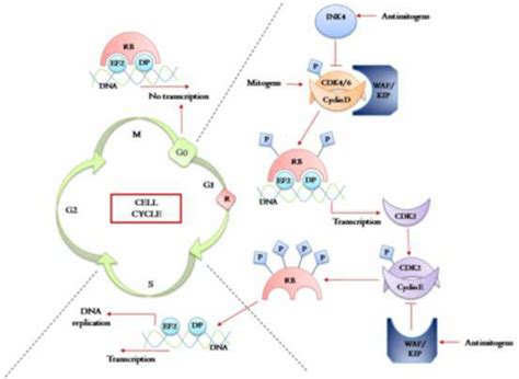 Schematic Representation Of The Cell Cycle Along With Its Important Download Scientific Diagram