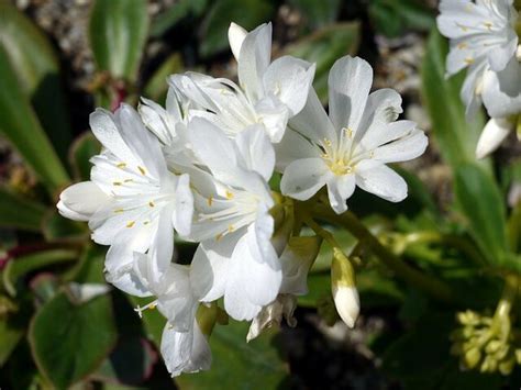 Lewisia Cotyledo Erice