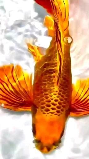 [Видео] «Пин от пользователя HÉctorbaggio на доске Peixes Бойцовая рыбка Аквариумные рыбки