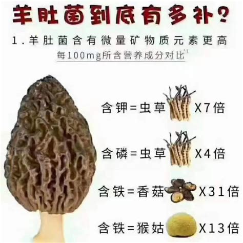 四大名菌之一：羊肚菌 常昇升集团