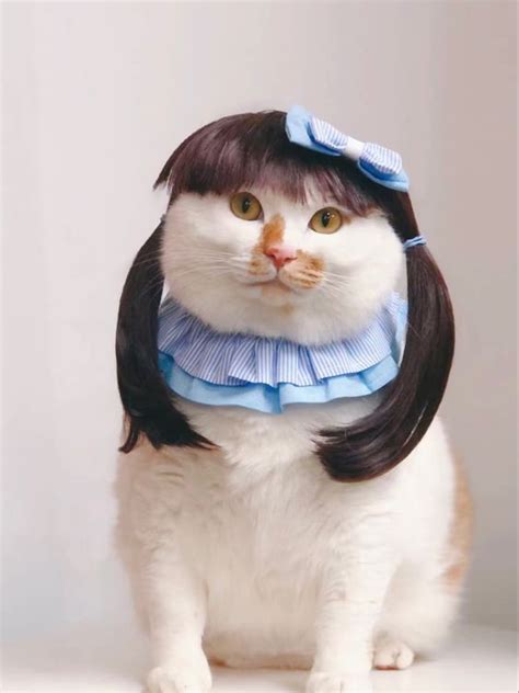 รวมแฟชั่นปลอกคอแมว แบบมีระบาย วิธีทำง่ายด้วยตีนผีจับจีบ