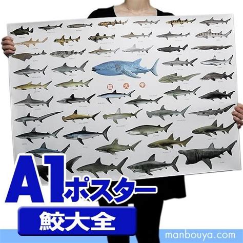 サメグッズ アートポスター インテリア 特大 A1サイズ 図鑑タイプポスター 鮫大全 まんぼう屋ドットコム Yahoo店 通販