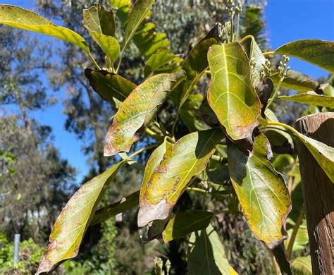 Brown Tips On Avocado Tree Leaves