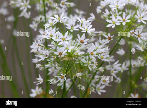 Hairy Garlic Allium Subhirsutum Amarillidaceae Mediterranean Allium