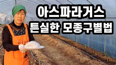 좋은 아스파라거스모종 구별하는 방법 Youtube