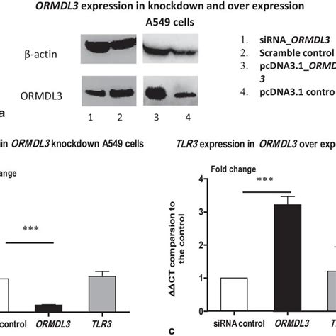 Co Stimulation With Poly Ic And Il 17a In A549 Cells A549 Cells Were