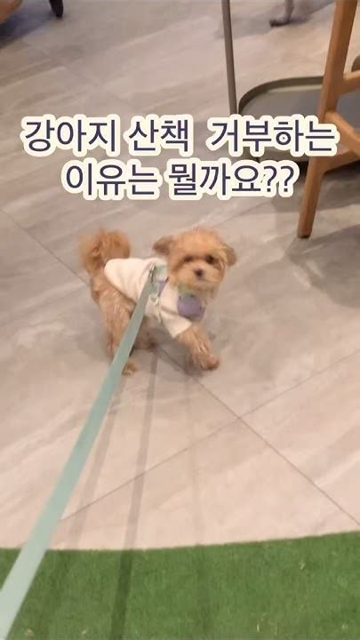 강아지 산책 거부하는 이유는 뭘까요 Shorts Youtube