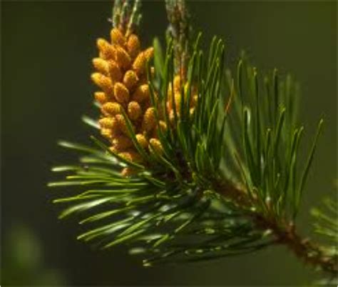 Lab 17 Gymnosperms Flashcards Quizlet