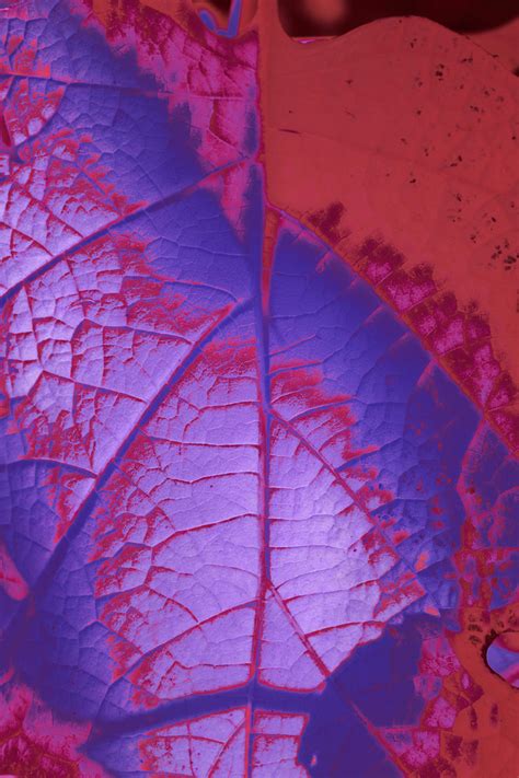 A Close Up Of A Purple And Red Leaf Photo Free Human Image On Unsplash