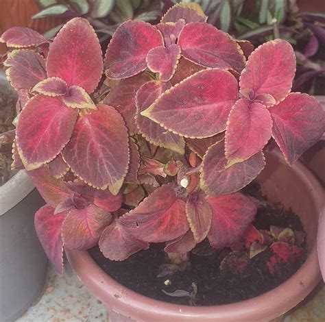 بائعة نباتات الزينة