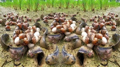Unbelievable Unique Fishing Find And Catches Fish Pick Lots Of Duck Eggs In Dry Season Rice