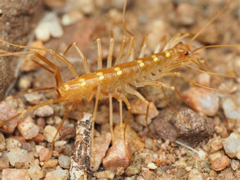 Scutigera Linceci · Inaturalist Mexico