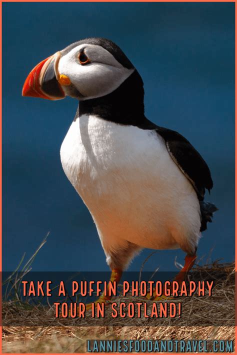 For The Love Of Puffins With Bryan Millar Walker Lannies Food And Travel