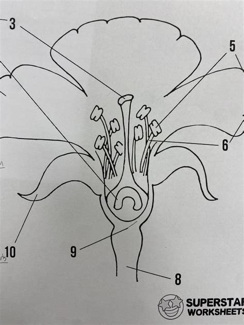 Parts Of A Flower Diagram Quizlet