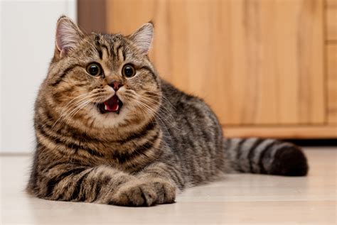 Обои На Рабочий Стол Котик 19 фото