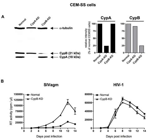 Effect Of Cypb Knock Down On Hiv 1 And Siv Replication In Human Cem Ss