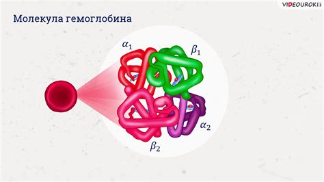 Видеоурок по биологии "Белки" - YouTube