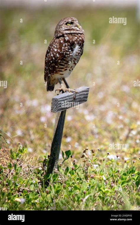 A Burrowing Owl Athene Cunicularia In Marco Island Florida Stock