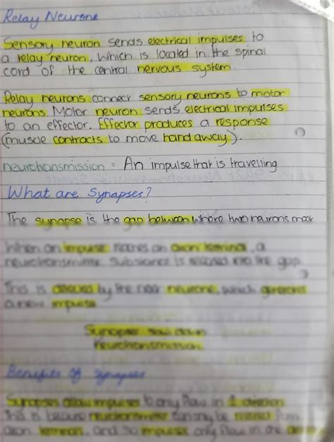 Solution Relay Neurone What Is Synapses And Benefits Of Synapses