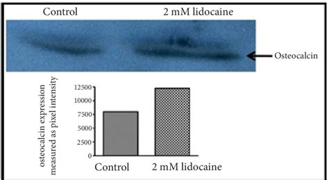 Hfob 1 19 Cells Were Plated Grown To 30 Confluency And Treated With Download Scientific
