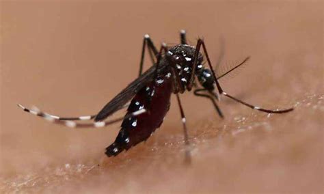 Chega a 65 o número de mortos por dengue em Minas Gerais Gerais