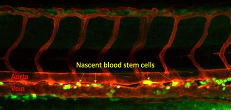 Crucial Blood Stem Cell Creation Step Uncovered By Isu Researchers