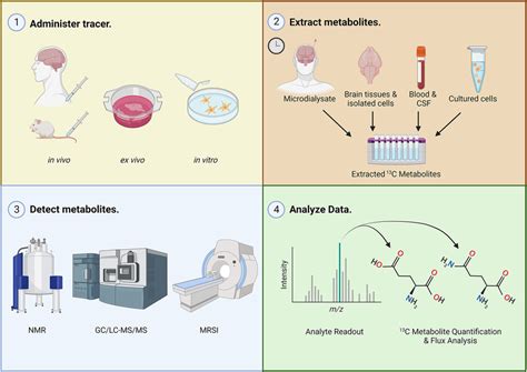 Overview Of ¹³c Isotope Tracing Of Metabolism In Tbi ¹³c Tracer Can Be