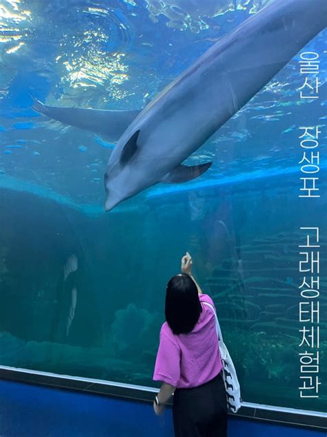 울산 장생포 실제 고래를 만날수 있는 고래생태체험관 네이버 블로그