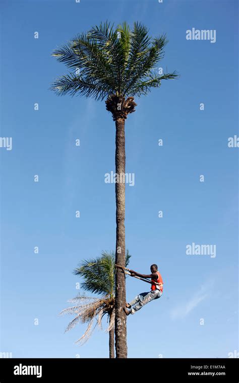 Man Climbing Up A Tree Stock Photo Alamy