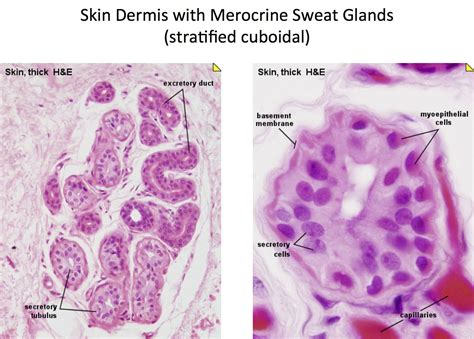 Merocrine Glands