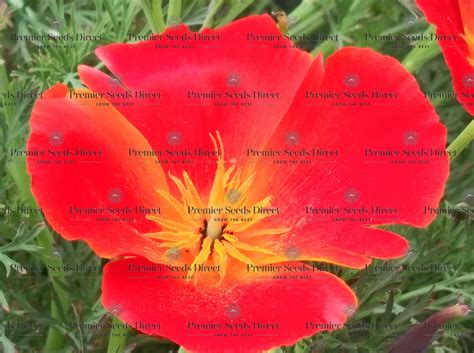 California Poppy Mikado Flowers Premier Seeds Direct Ltd