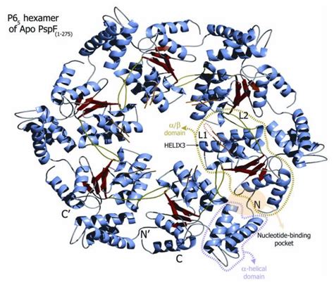 Structural Insights Into The Activity Of Enhancer Binding Proteins