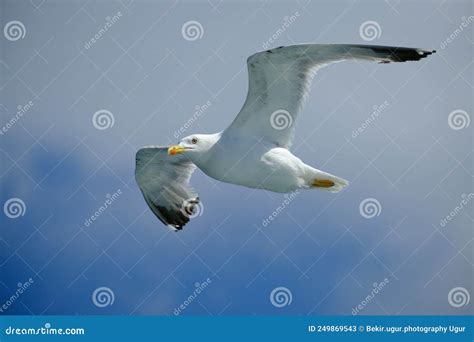 Voilier Image Stock Image Du Rivage Blanc Montant 249869543