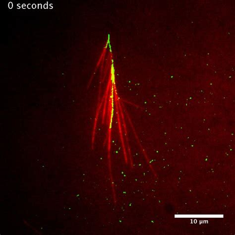 Figures And Data In Biochemical Reconstitution Of Branching Microtubule