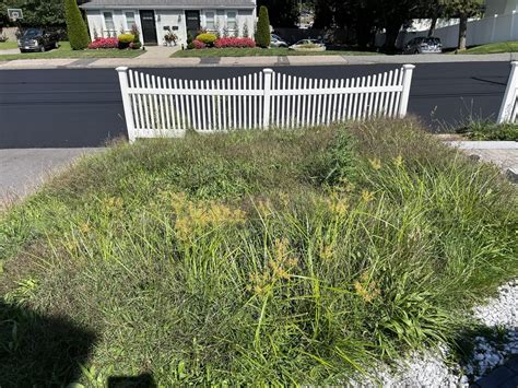 Roundup For Crabgrass Rlawncare