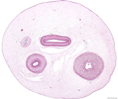 Placenta Cross Section