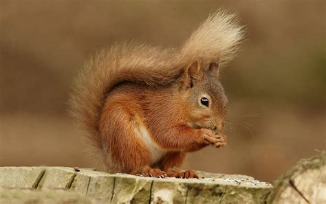 ببینید تلاش یک سنجاب برای بالا رفتن از میله آغشته به روغن