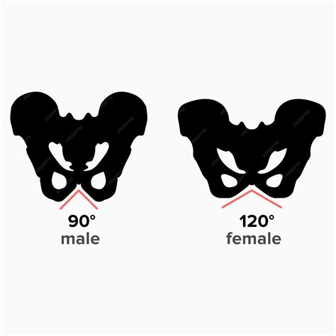 Premium Vector Anatomy Of Human Male And Female Pelvic Bone Structure