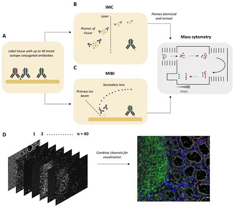Frontiers Mass Cytometry Imaging For The Study Of Human Diseases