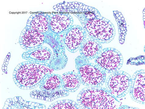 Cupac Anatomy Slide Images