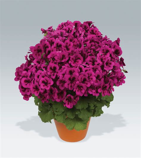 Westhoff Pelargonium Candy Flowers Violet 001