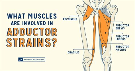 What Muscles Are Involved In Adductor Strains Airrosti