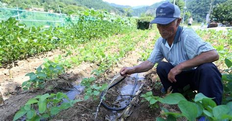 폭염에 타 죽을까 걱정깨 밭에 물을 주는 주민