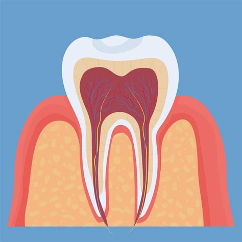 Human Tooth Anatomy Medical Dental Model Colorful Detailed Object